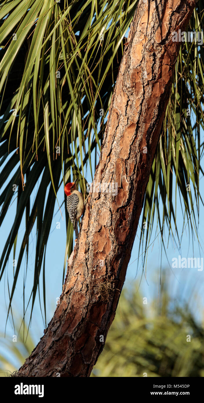 Red-bellied woodpecker Melanerpes carolinus pecks at a palm tree in ...