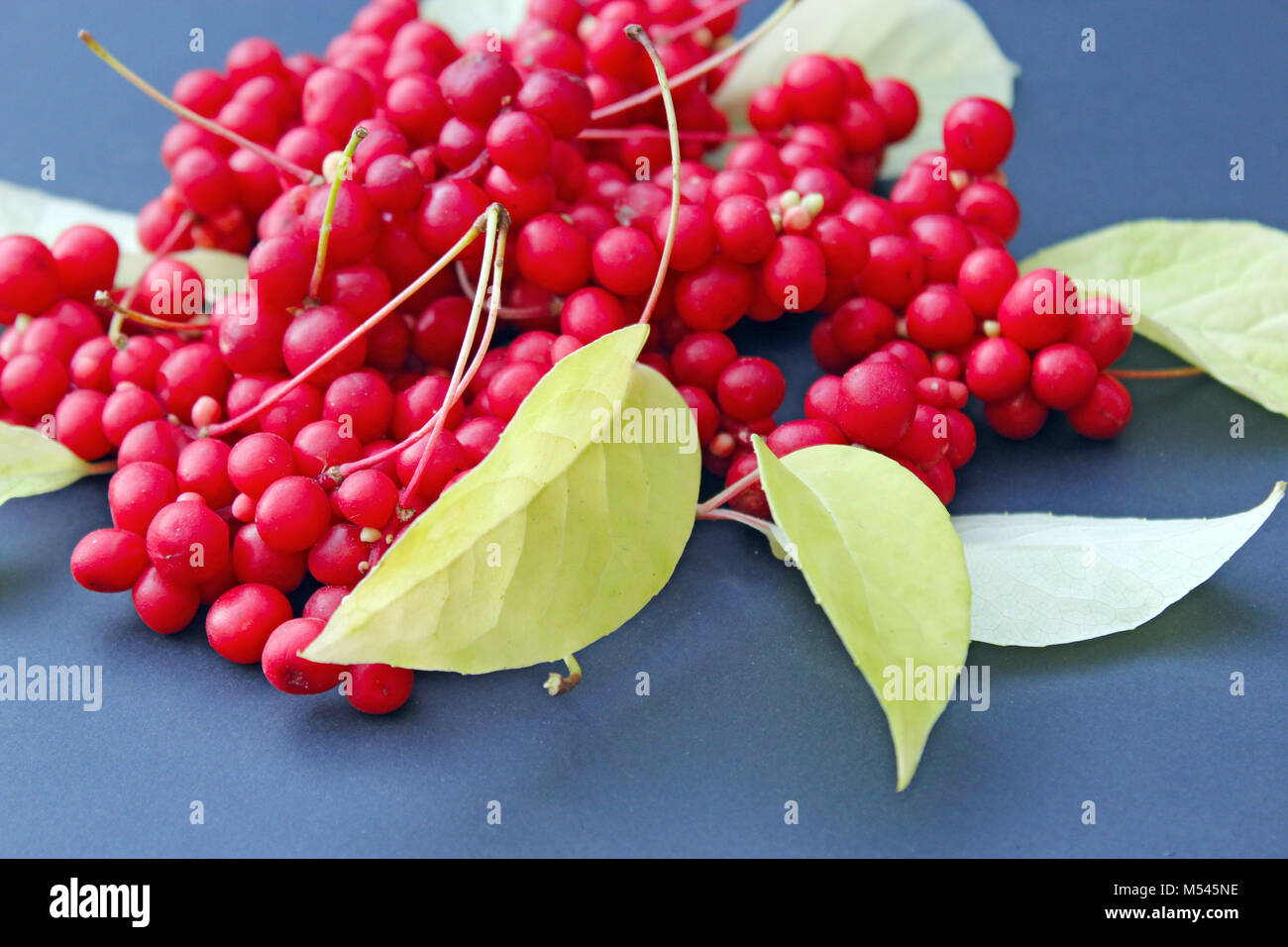 crop of schisandra Stock Photo - Alamy