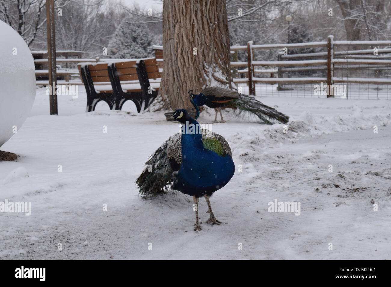 Peacock roaming free at the Pueblo Zoo in Pueblo, CO Stock Photo - Alamy