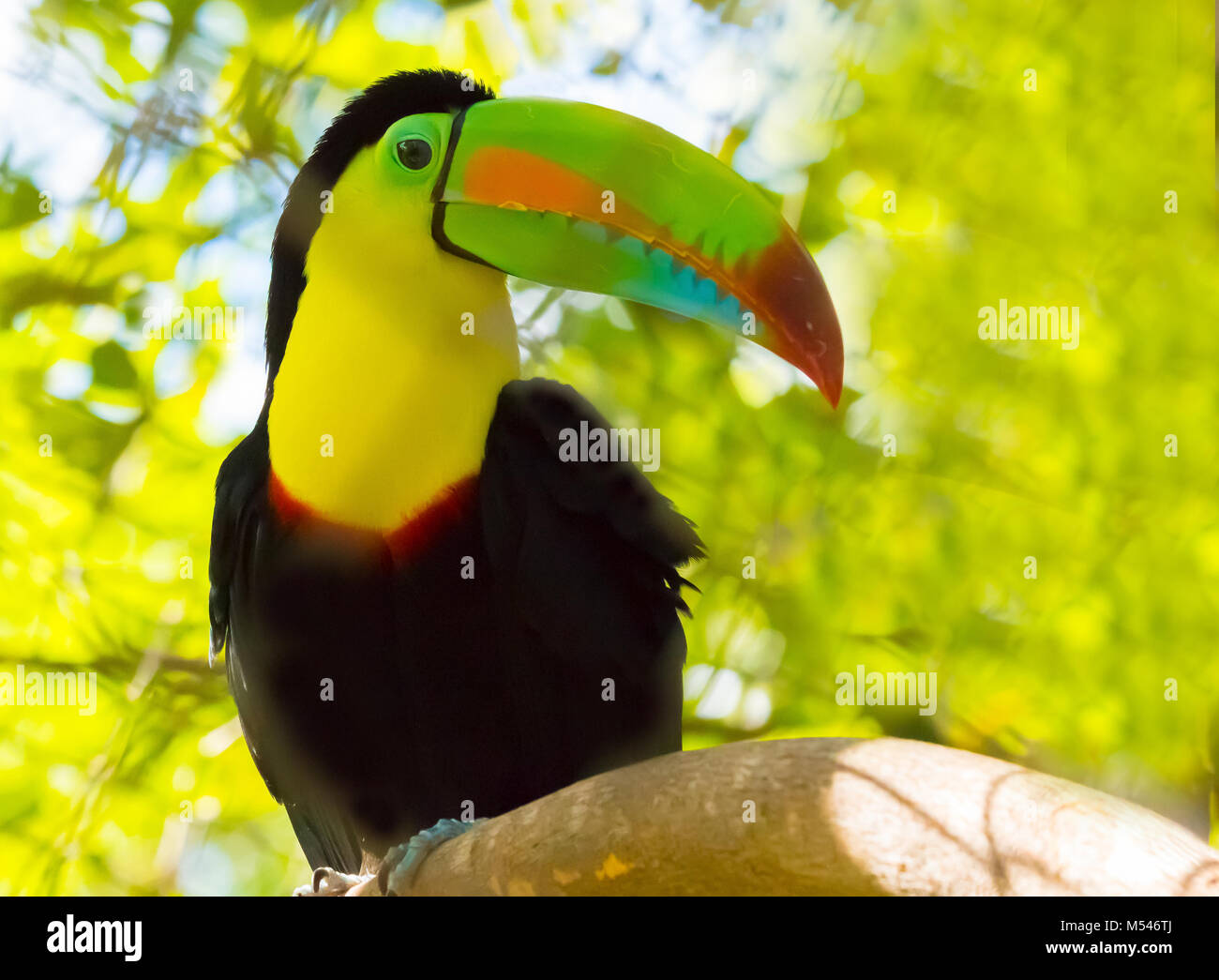 toucan costa rica in summer close up Stock Photo - Alamy
