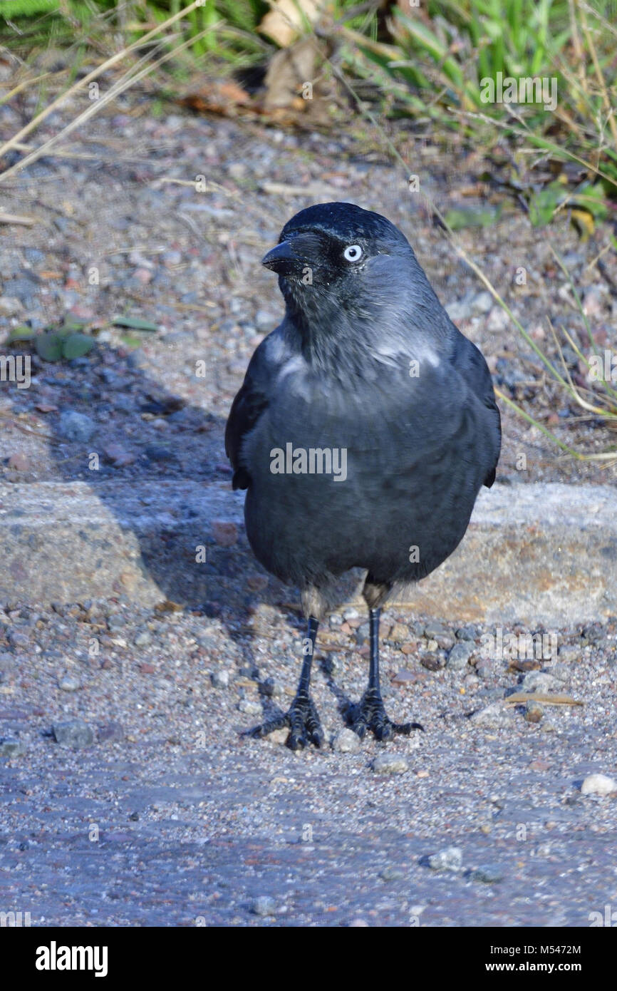 Gray jackdaw hi-res stock photography and images - Alamy