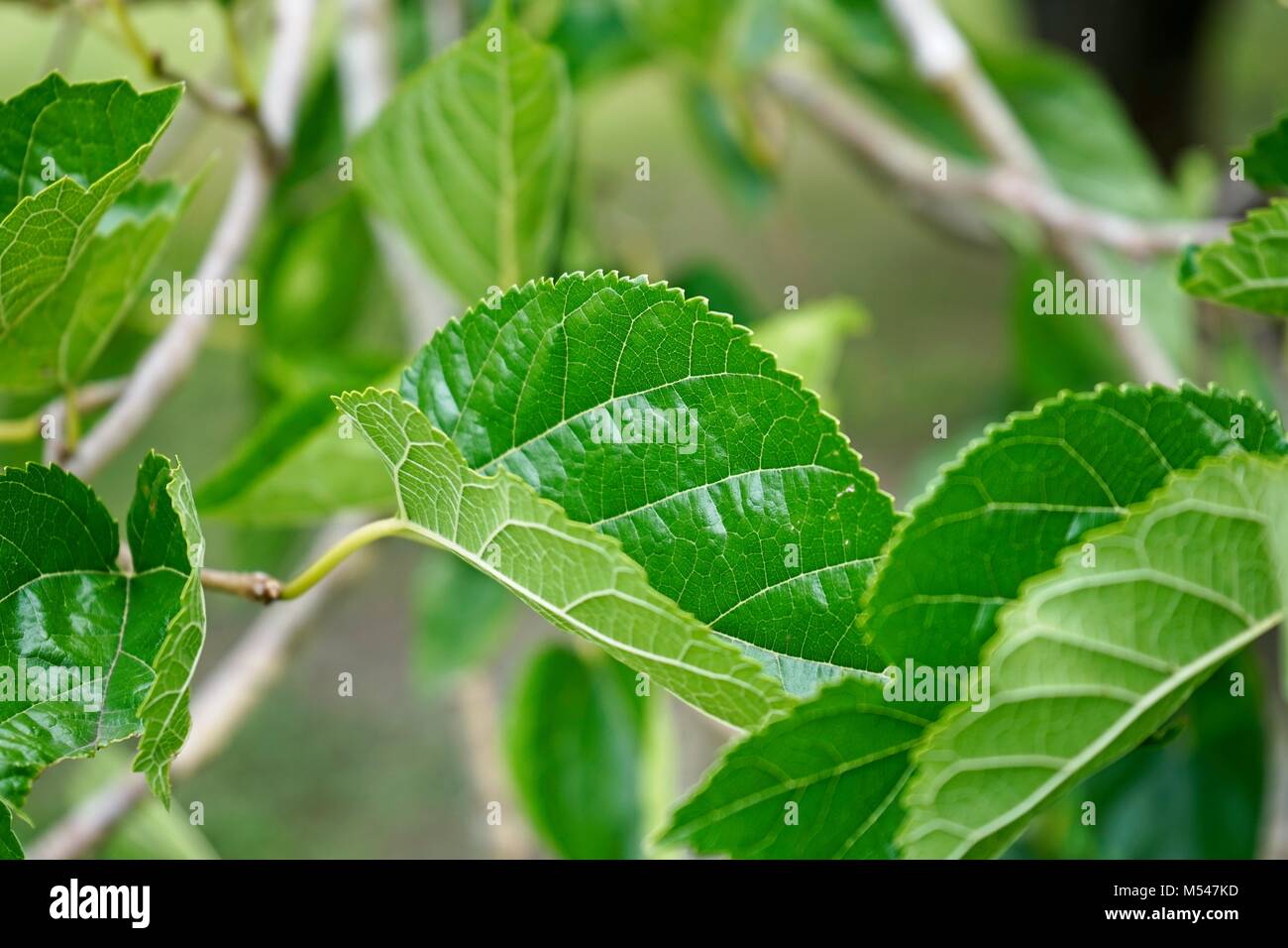 Mulberry tree leaves hi-res stock photography and images - Alamy