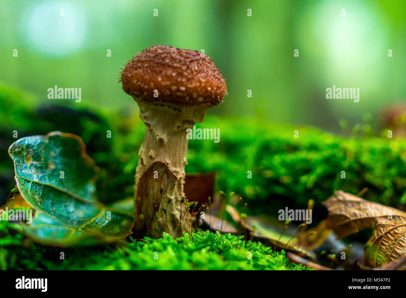 Mushroom in forest Stock Photo - Alamy