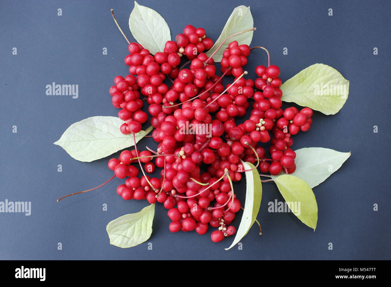 red berries of schisandra Stock Photo - Alamy