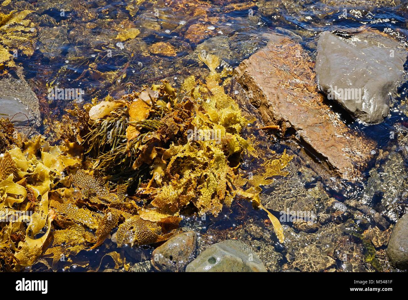 Seaweed, surrounded by rocks, in a shallow rockpool Stock Photo - Alamy