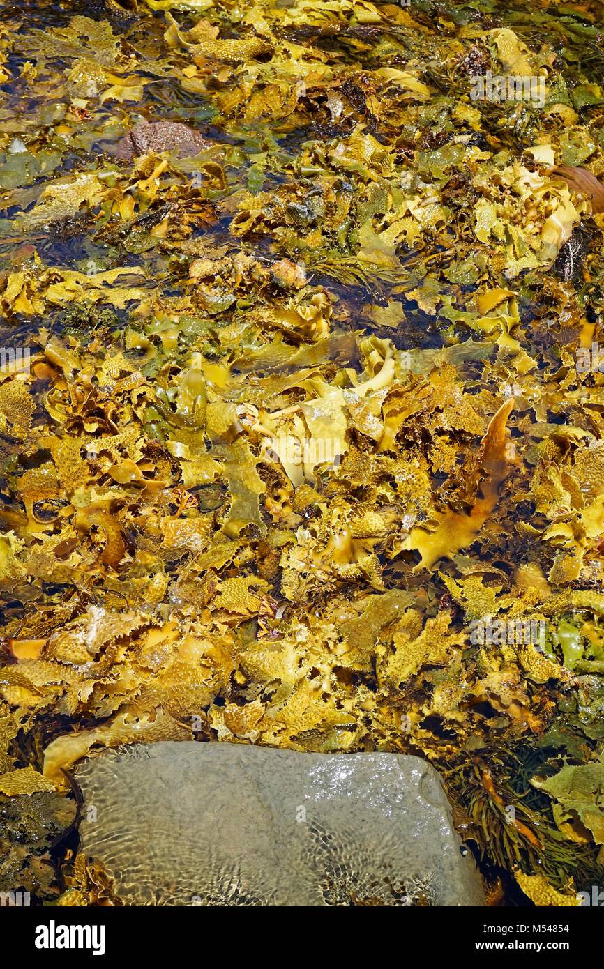 Seaweed in a rockpool closeup Stock Photo - Alamy