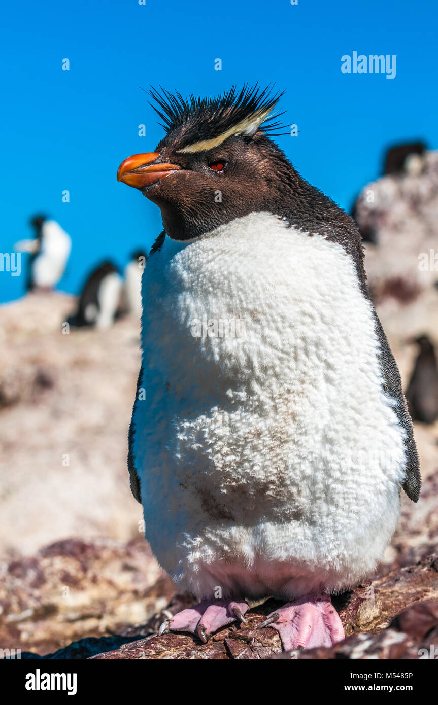 Northern rockhopper penguin hi-res stock photography and images - Alamy