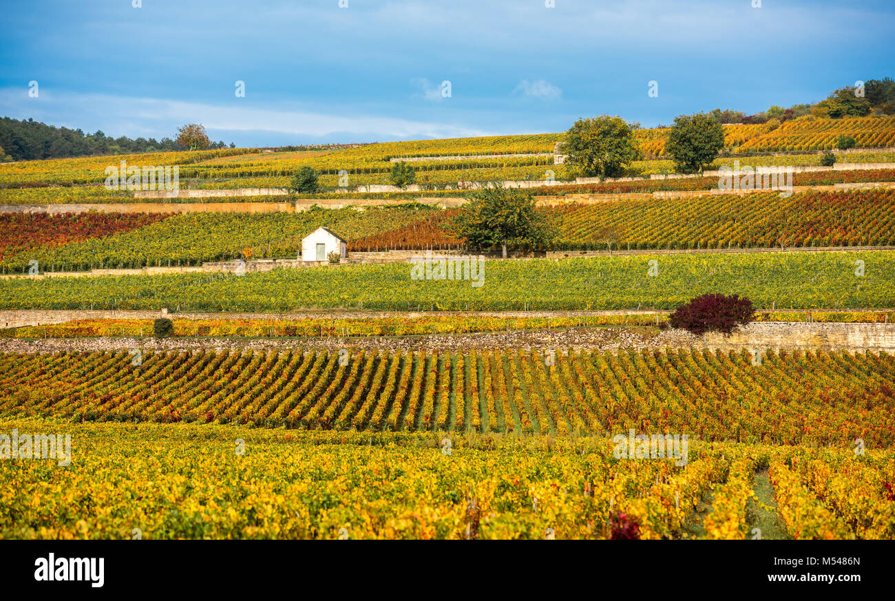 Vineyards in the autumn season, Burgundy, France Stock Photo - Alamy
