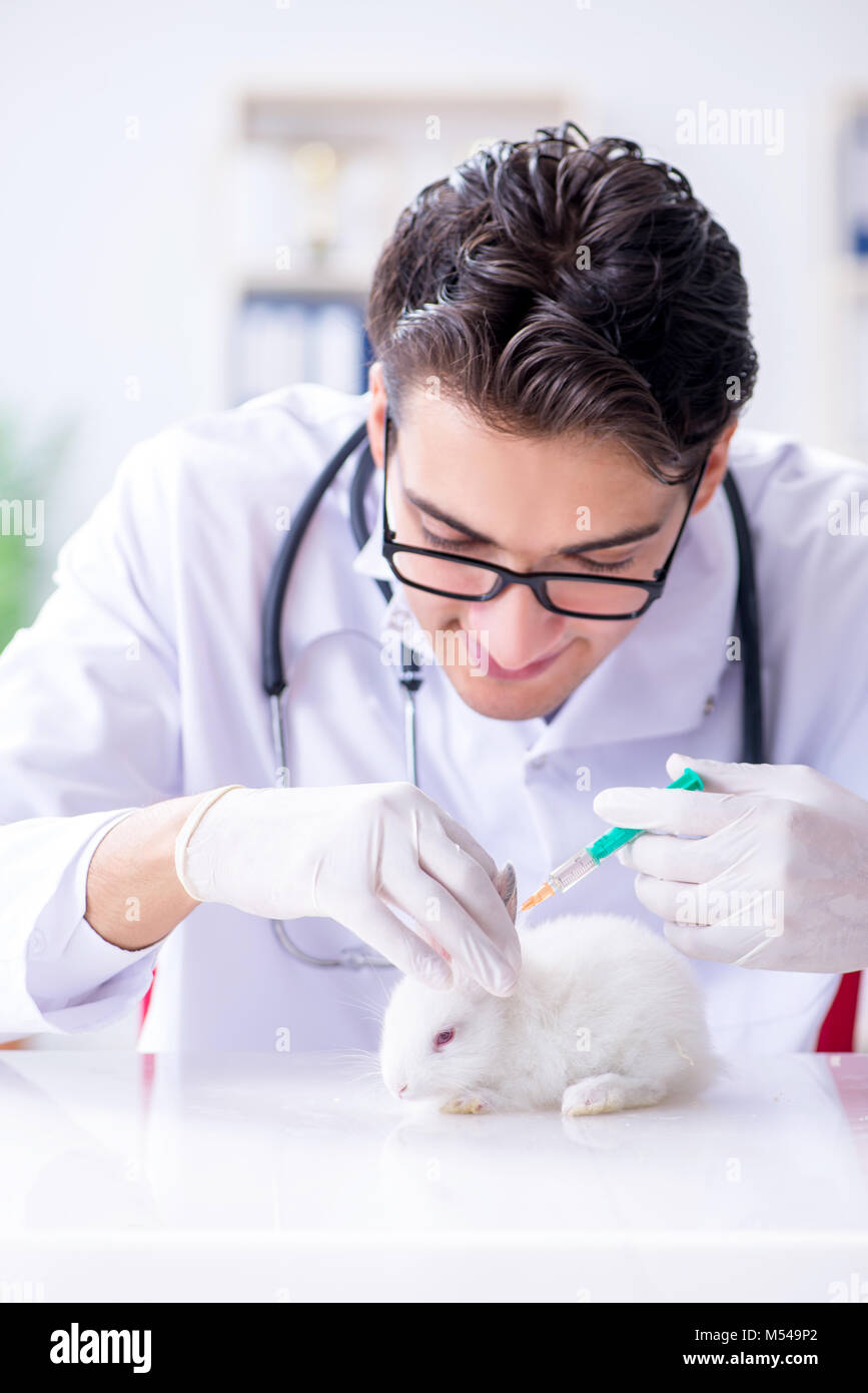 Vet doctor examining rabbit in pet hospital Stock Photo - Alamy