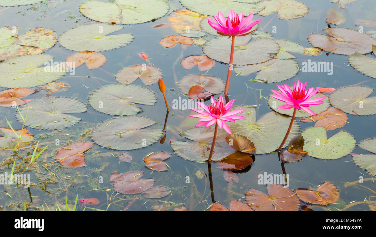 Abstract lotus flowers hi-res stock photography and images - Alamy