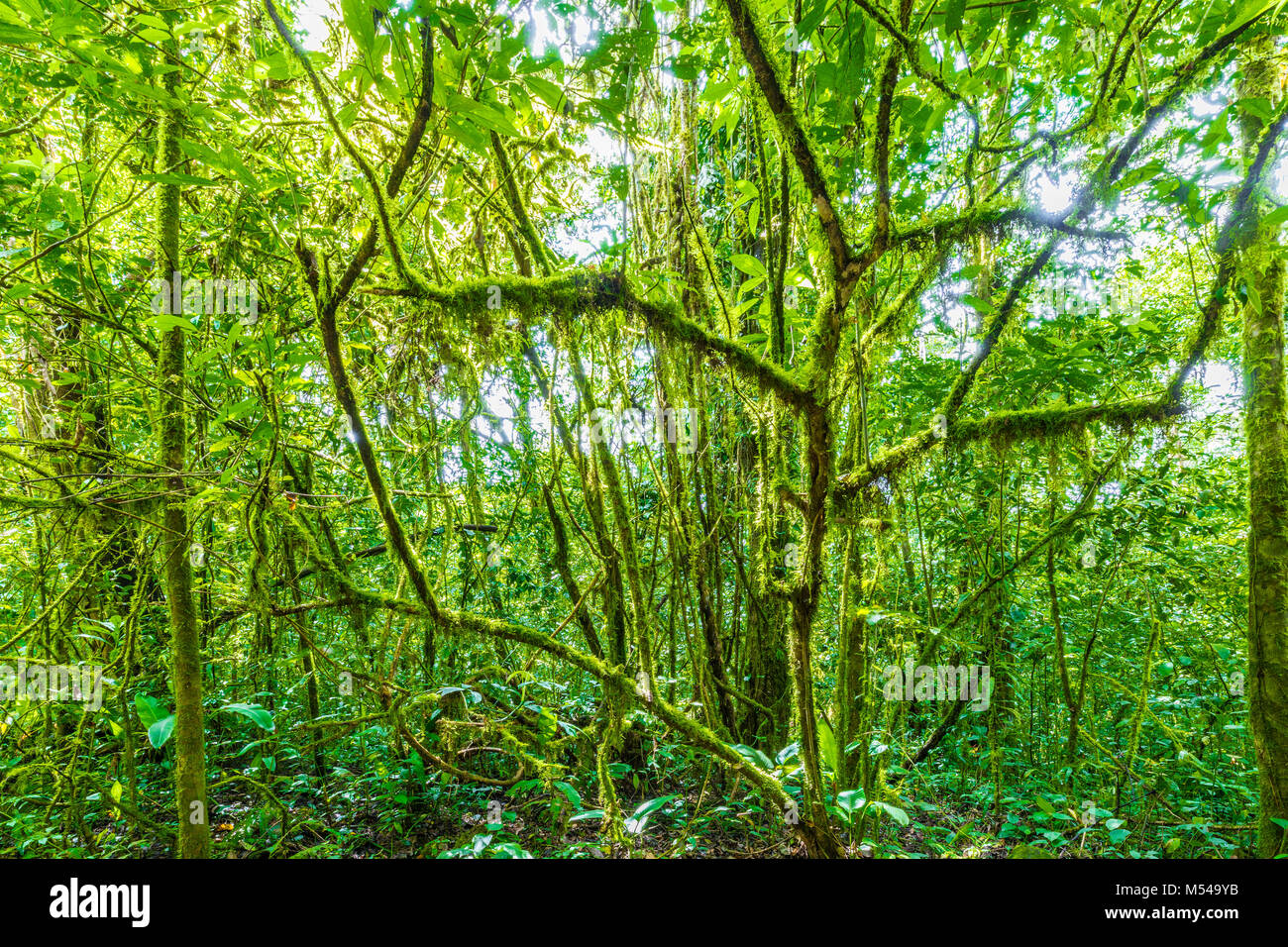 Lianas hi-res stock photography and images - Alamy