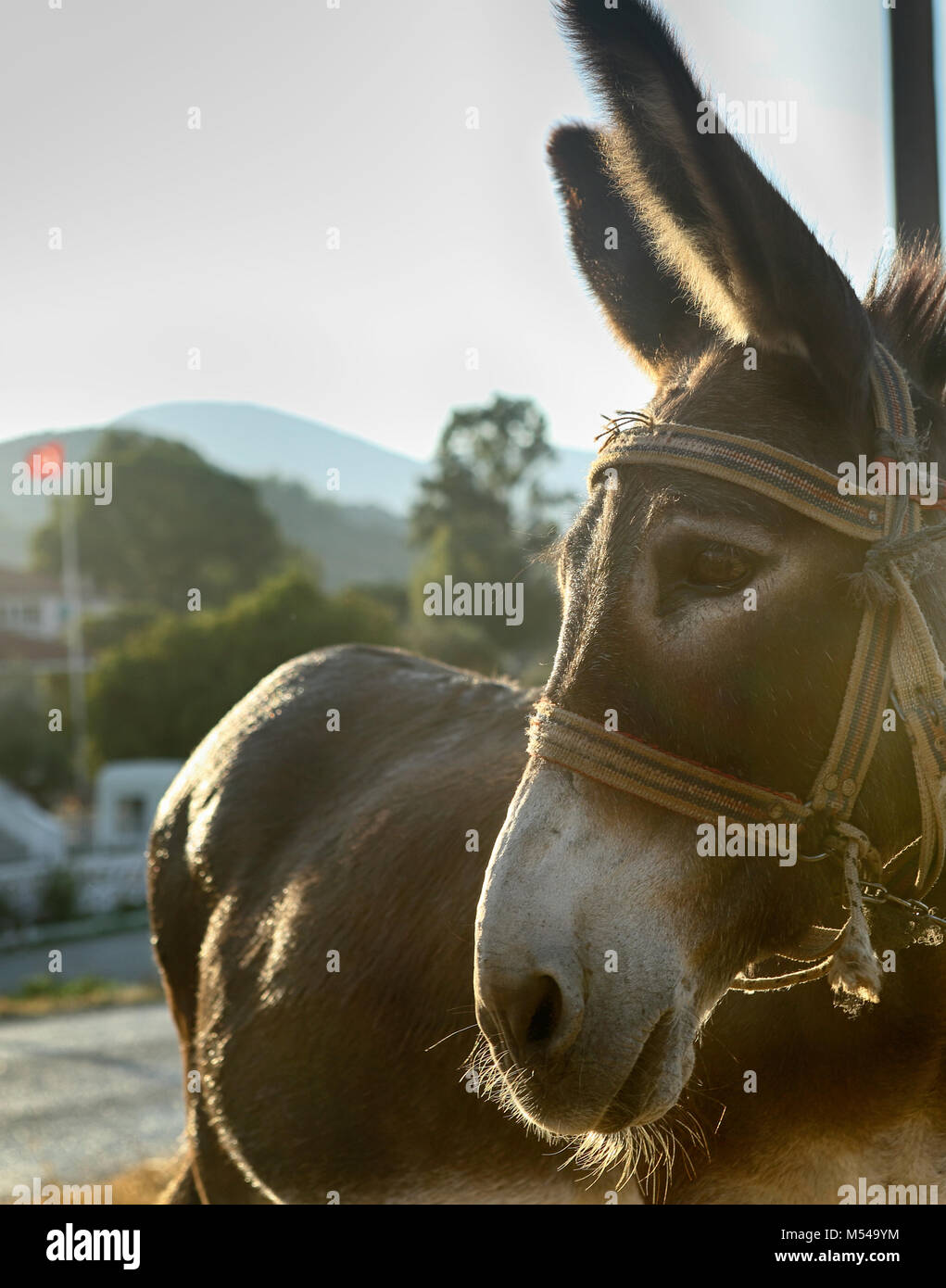 Donkey stop hi-res stock photography and images - Alamy