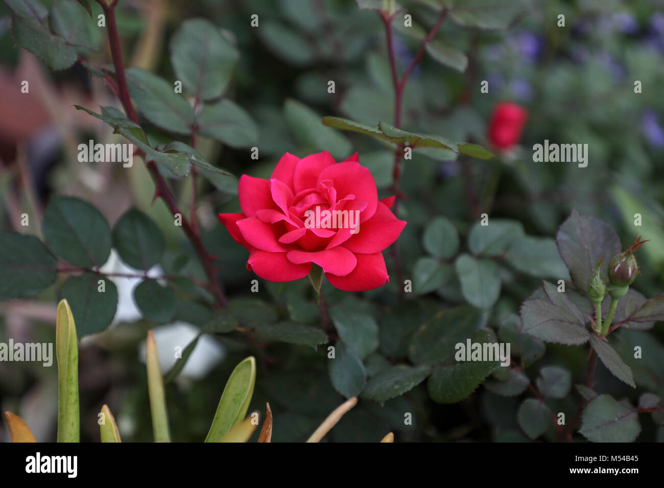 Single pink rose on a bush Stock Photo - Alamy