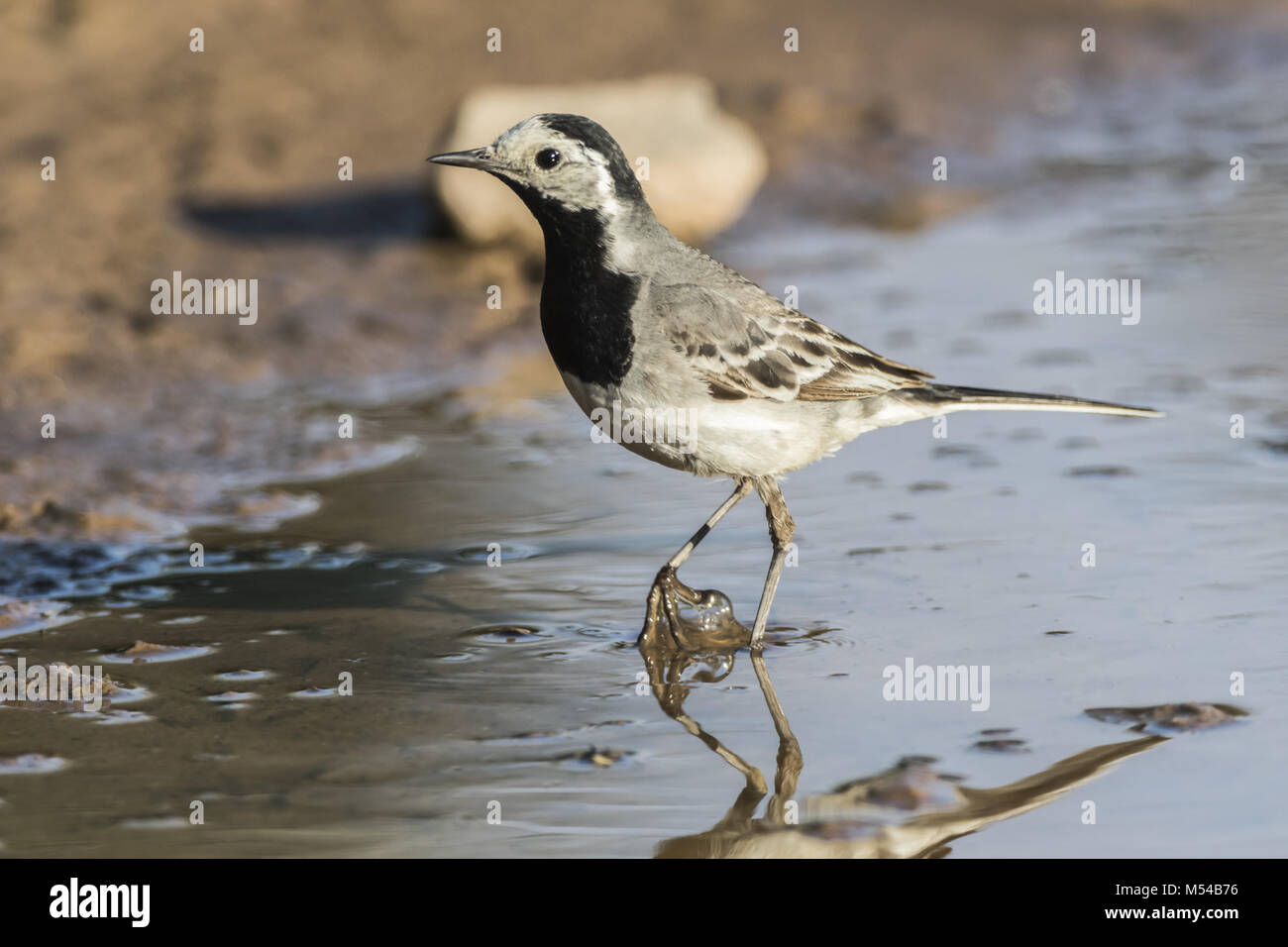 White wagtail (Motacilla alba Stock Photo - Alamy