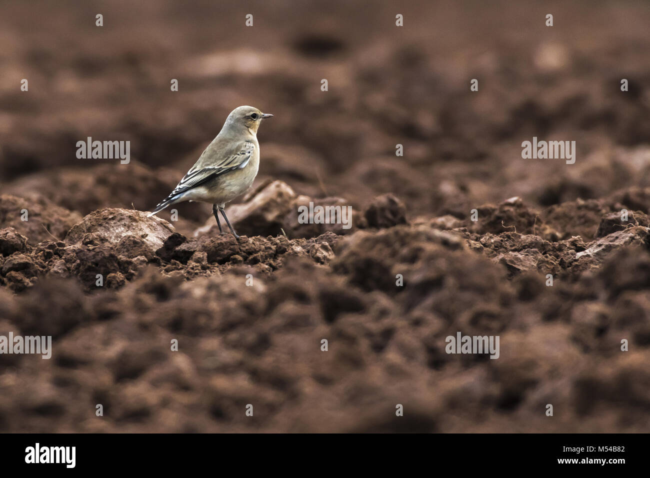 Common wheatear (Oenanthe oenanthe Stock Photo - Alamy