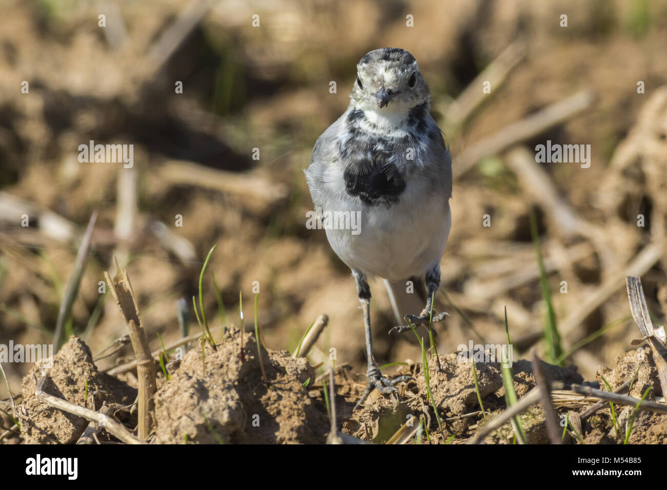 White wagtail (Motacilla alba Stock Photo - Alamy