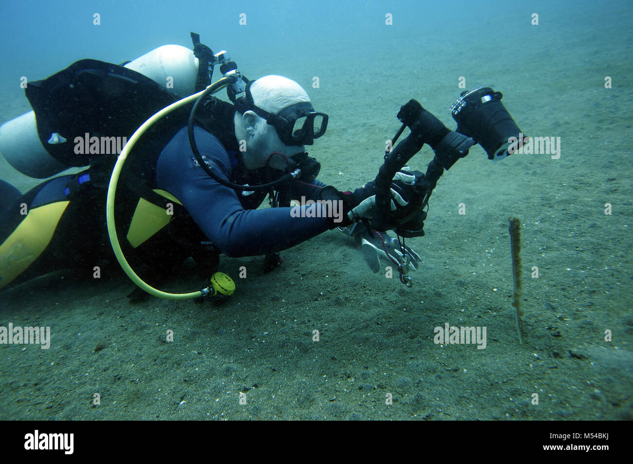 Underwater photographer photographs a sea-pen Stock Photo - Alamy