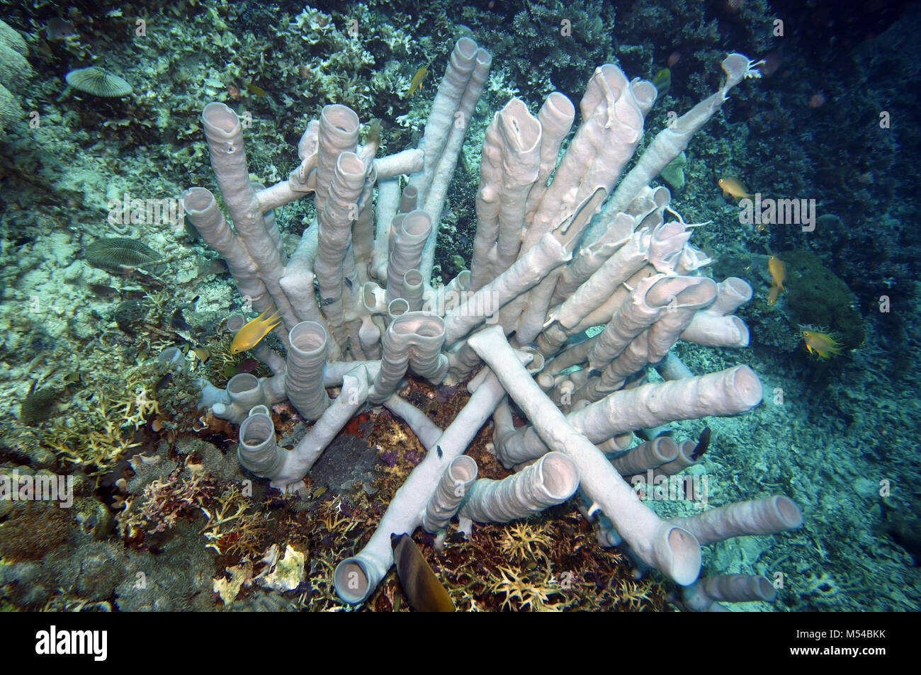 Sponges Callyspongia sp Stock Photo - Alamy