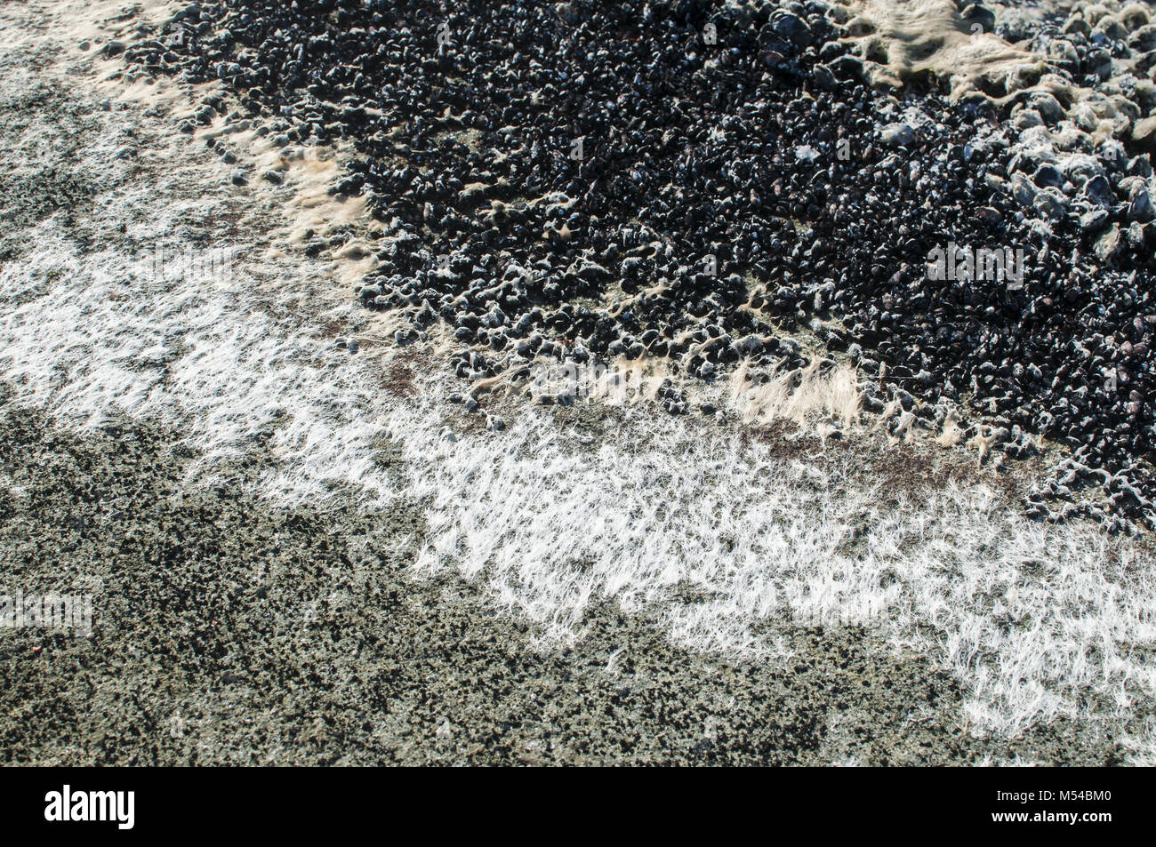 Rock surface with white algae Stock Photo - Alamy