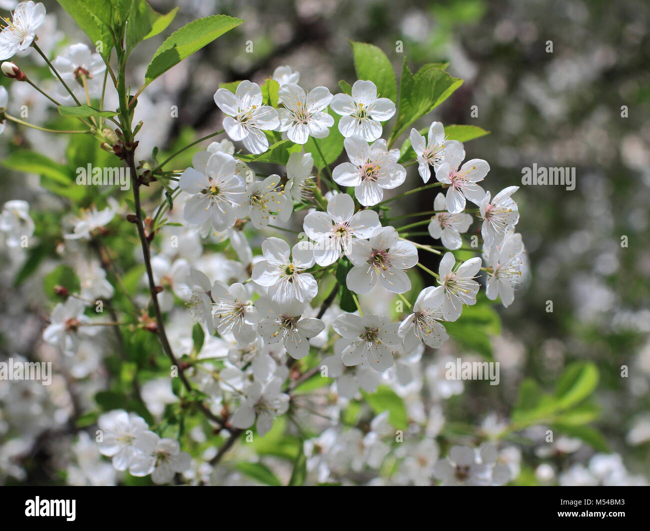 Orchard flowers hi-res stock photography and images - Alamy