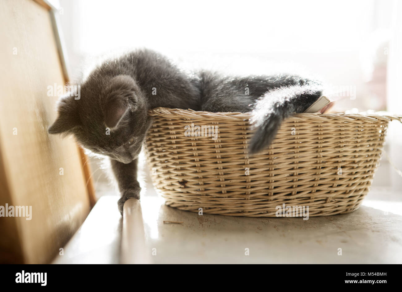 Innocent cat face hi-res stock photography and images - Alamy