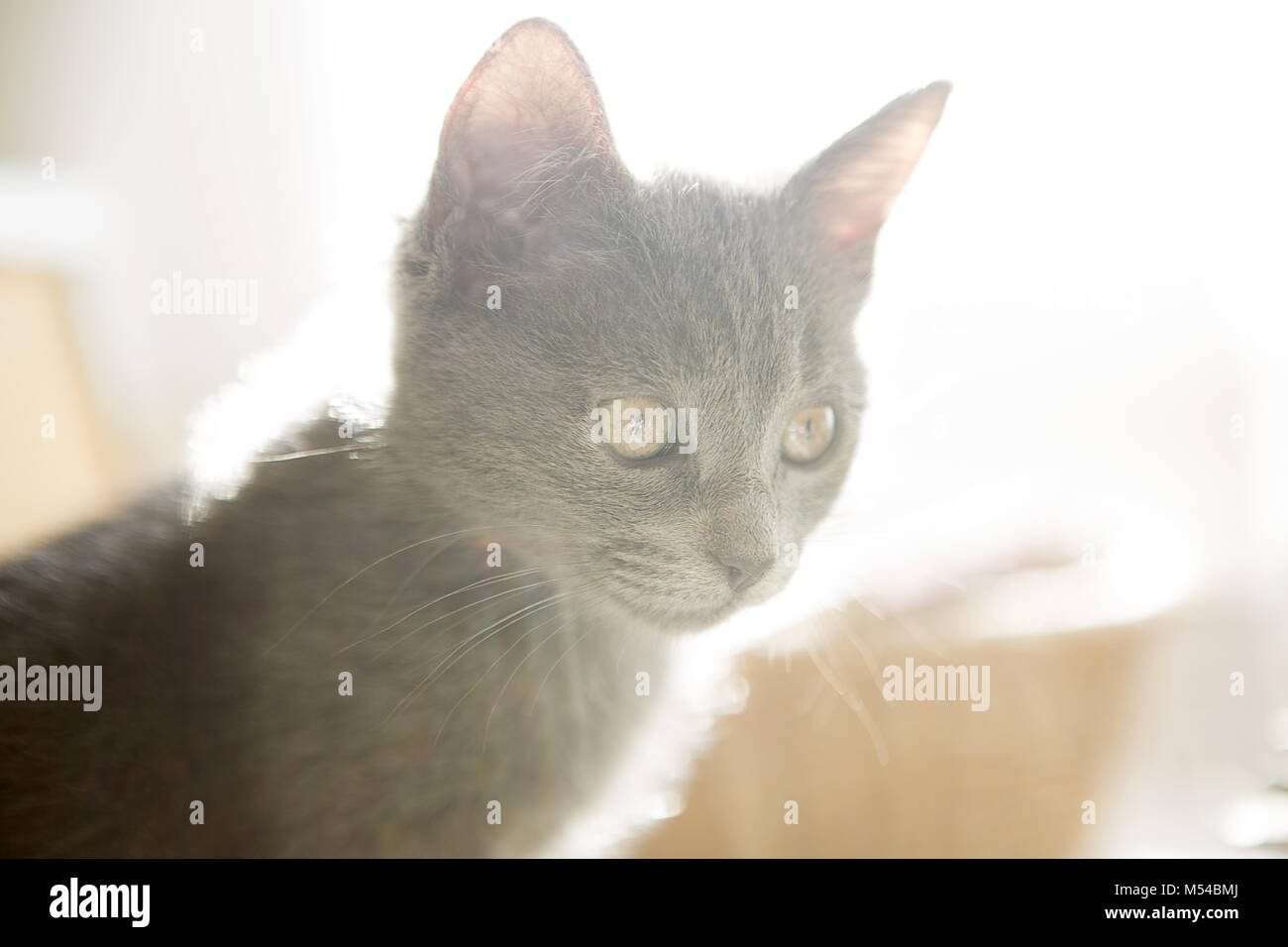Innocent cat face hi-res stock photography and images - Alamy