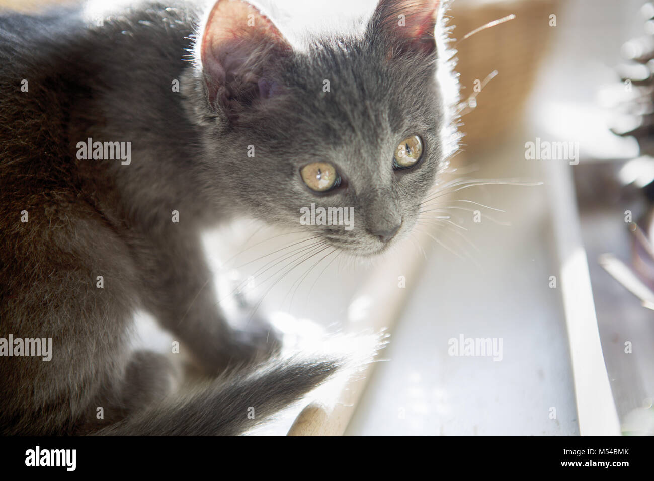 Innocent cat face hi-res stock photography and images - Alamy