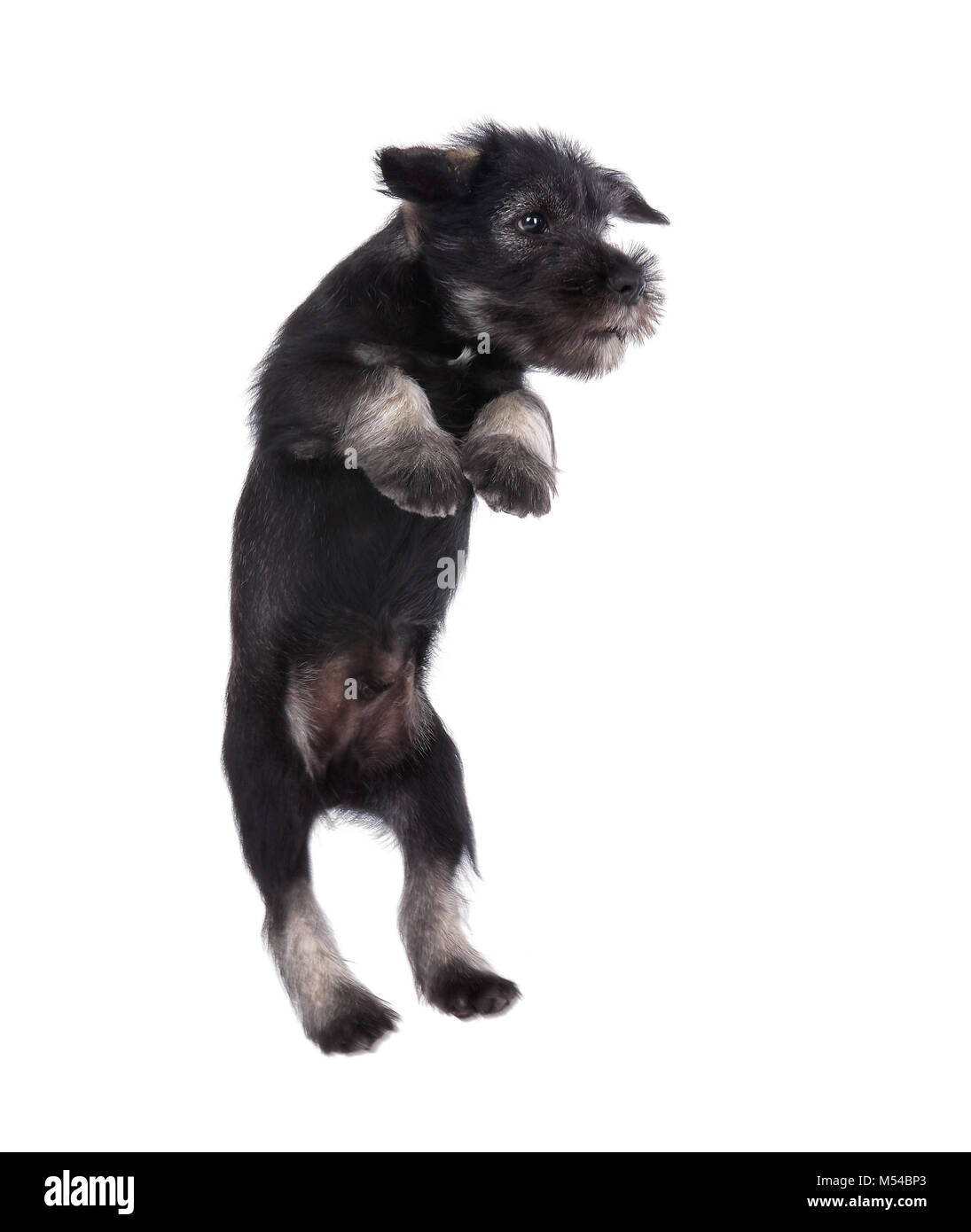 Mittelschnauzer puppy jumping isolated on white background Stock Photo ...
