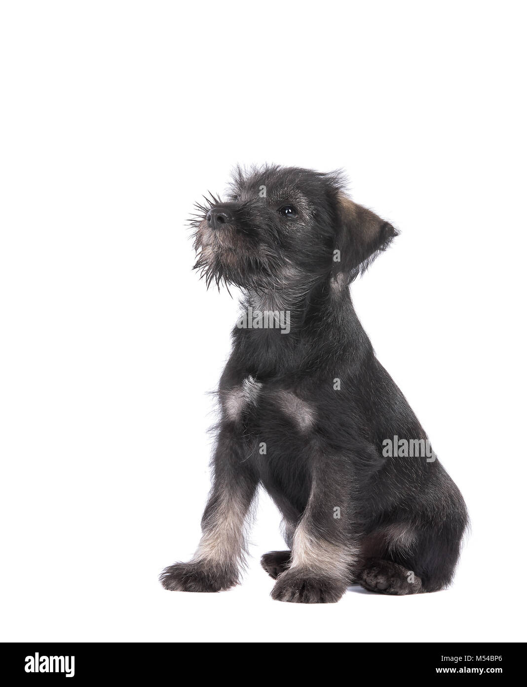 Mittelschnauzer puppy isolated on white background Stock Photo - Alamy