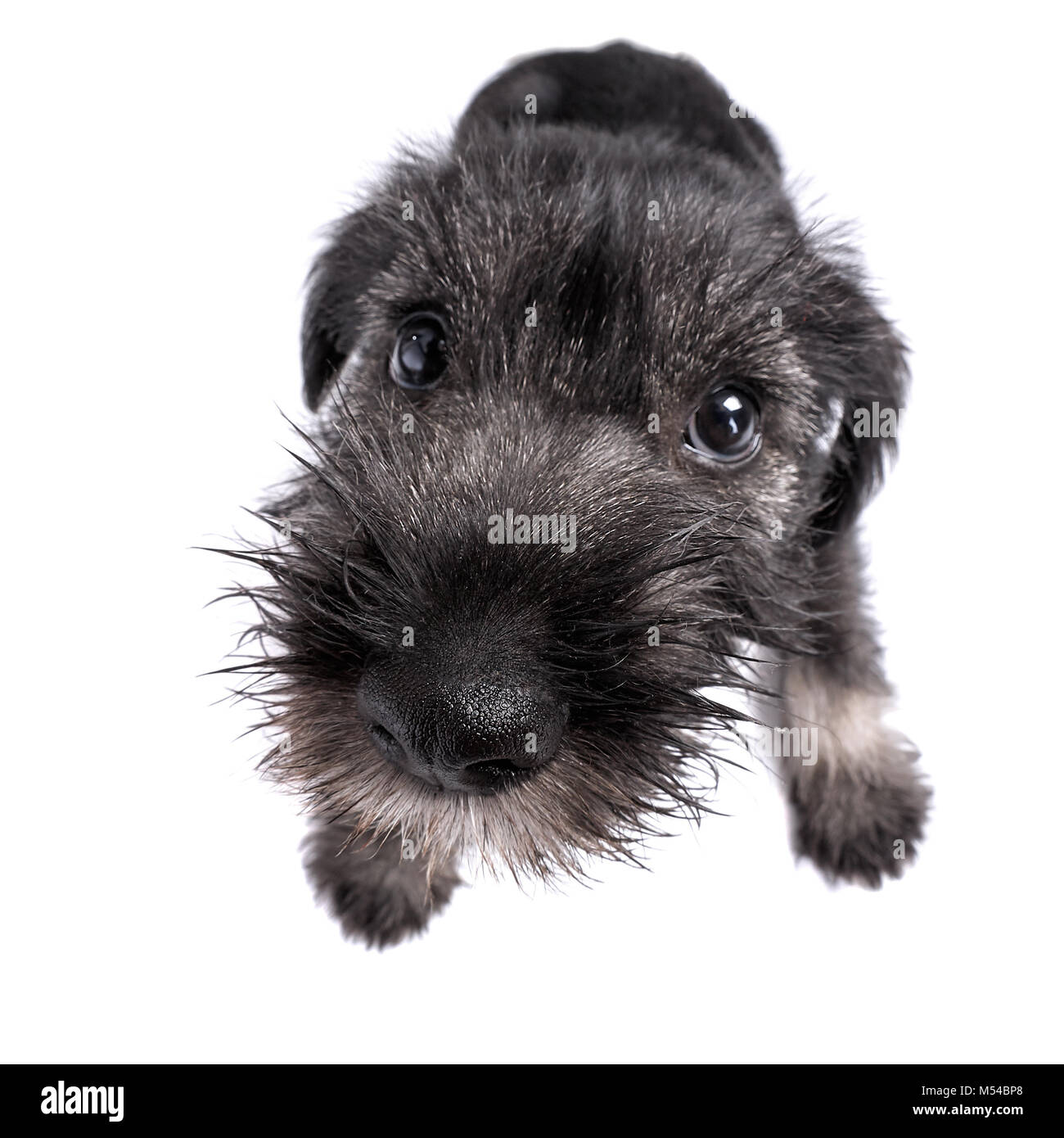 Mittelschnauzer puppy isolated on white background Stock Photo - Alamy