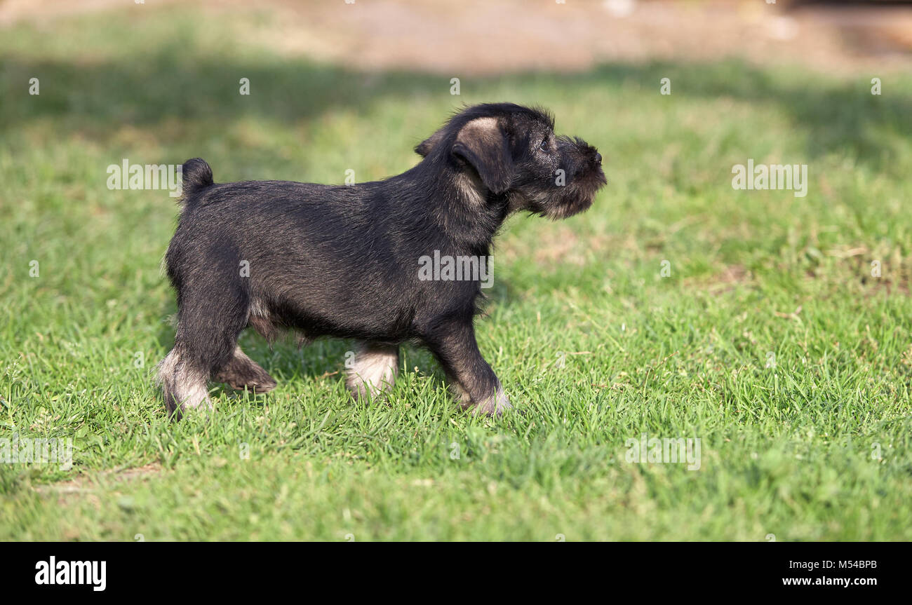 Mittelschnauzer hi-res stock photography and images - Alamy
