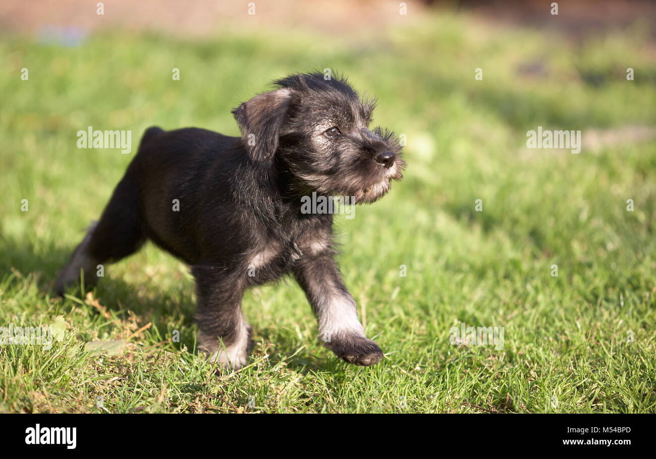 Mittelschnauzer puppy on green grass Stock Photo - Alamy