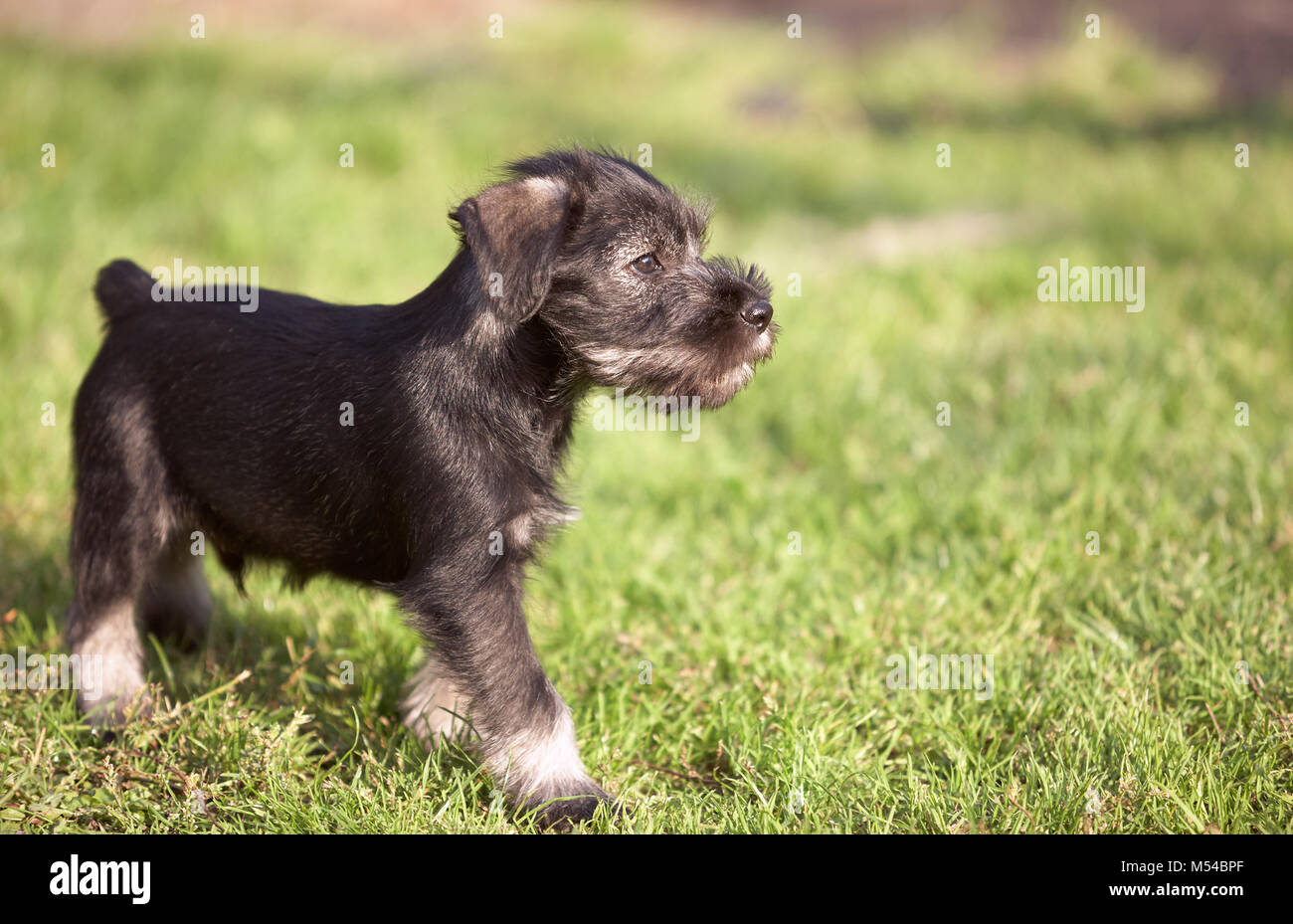 Mittelschnauzer puppy on green grass Stock Photo - Alamy