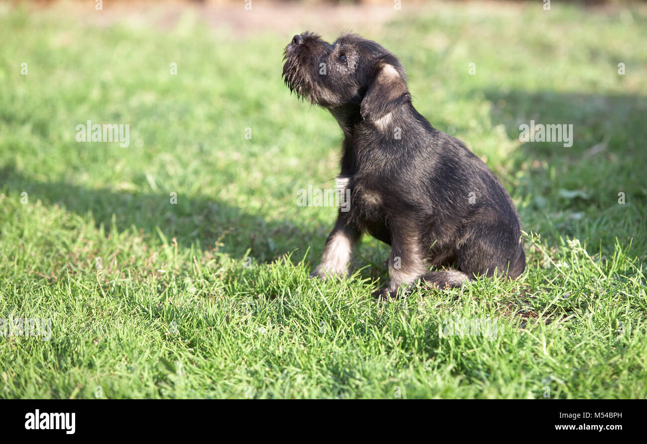 Mittelschnauzer hi-res stock photography and images - Alamy