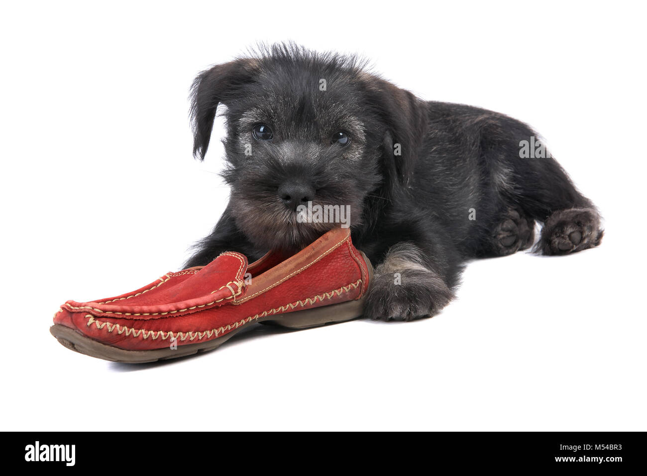 Mittelschnauzer puppy isolated on white background with red shoe Stock ...