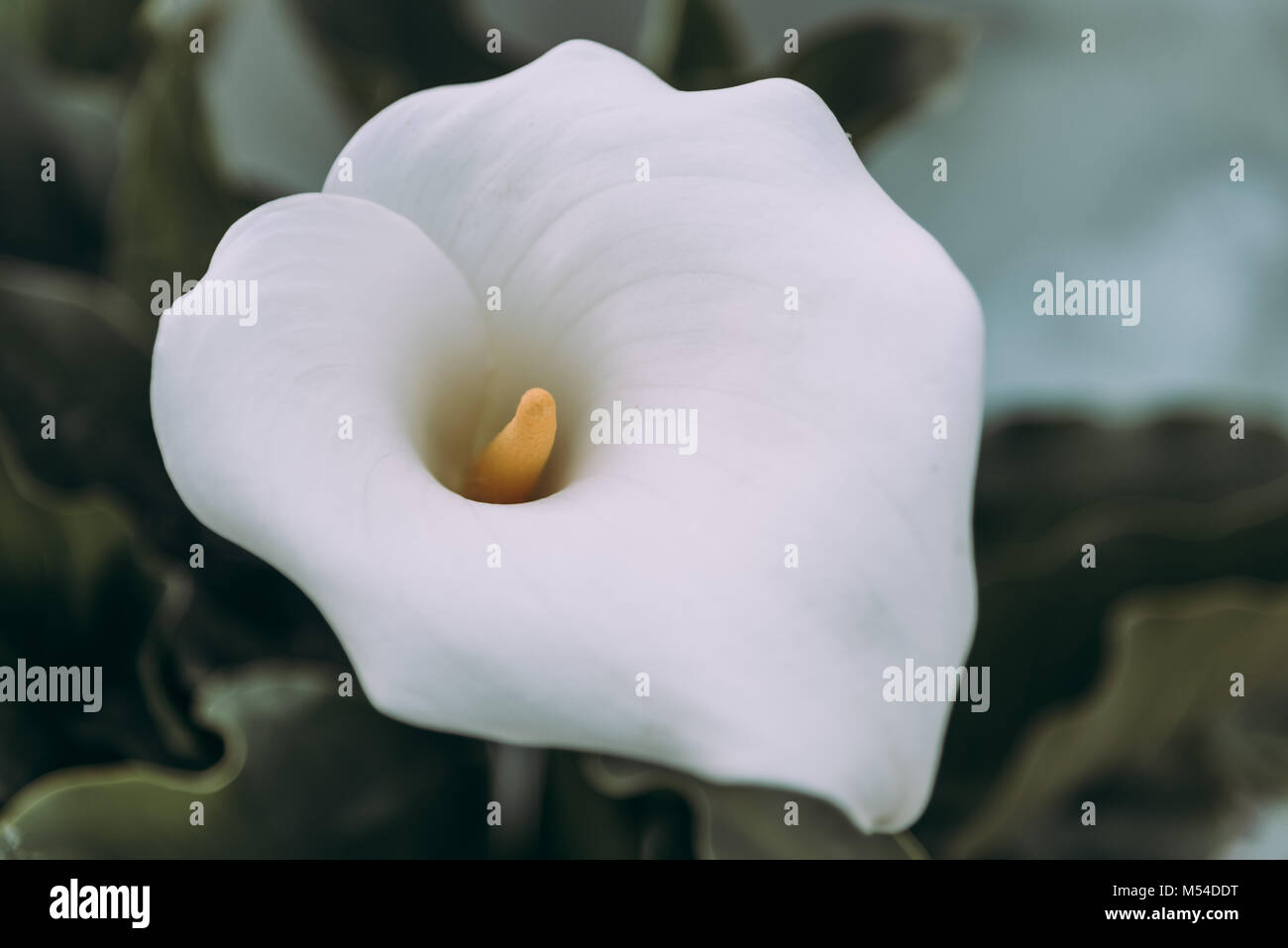 Close up of Zantedeschia aethiopica, arum lily white flower Stock Photo ...