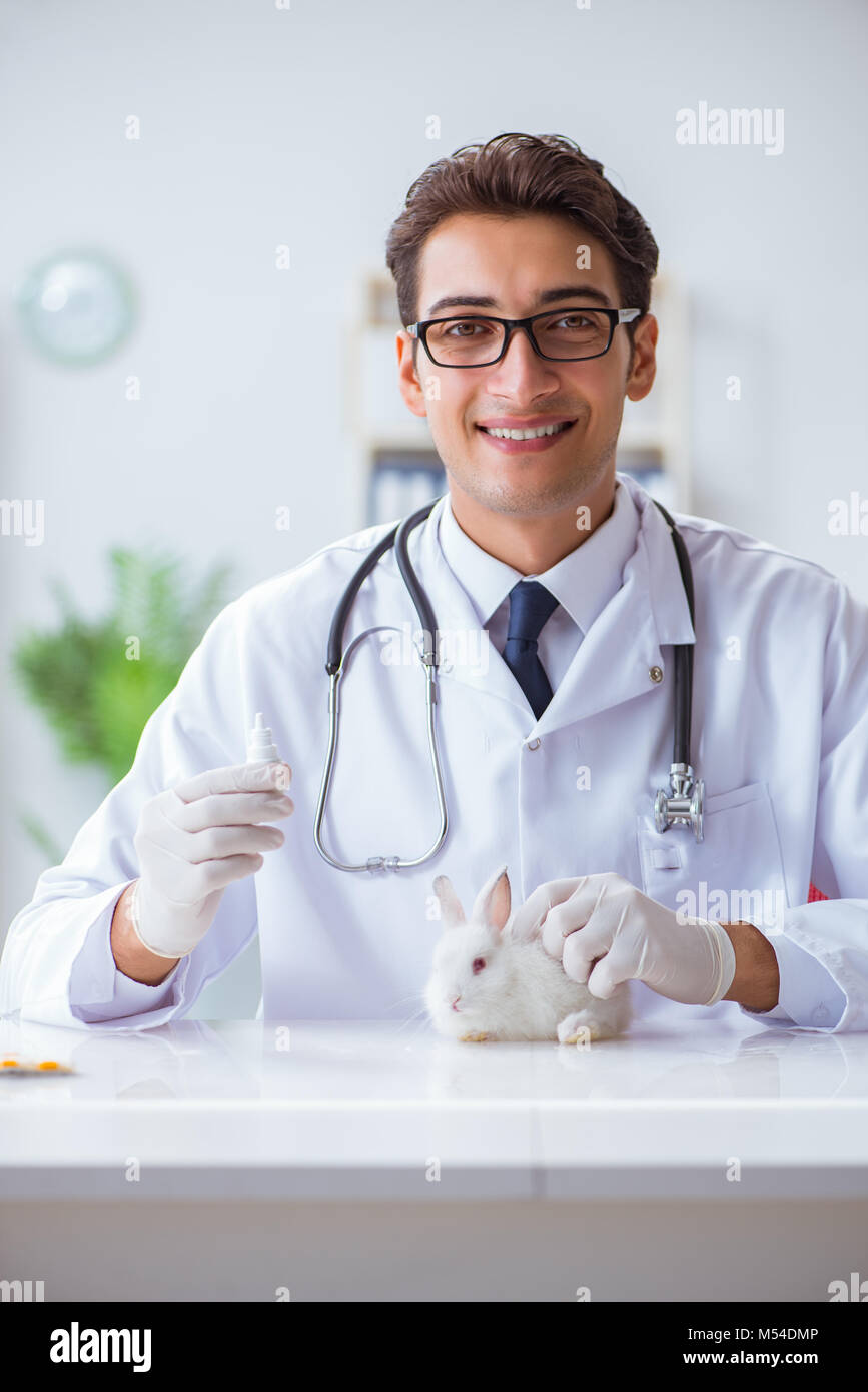 Vet doctor examining rabbit in pet hospital Stock Photo - Alamy