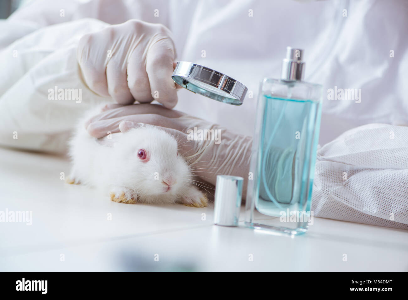White rabbit in scientific lab experiment hi-res stock photography and ...