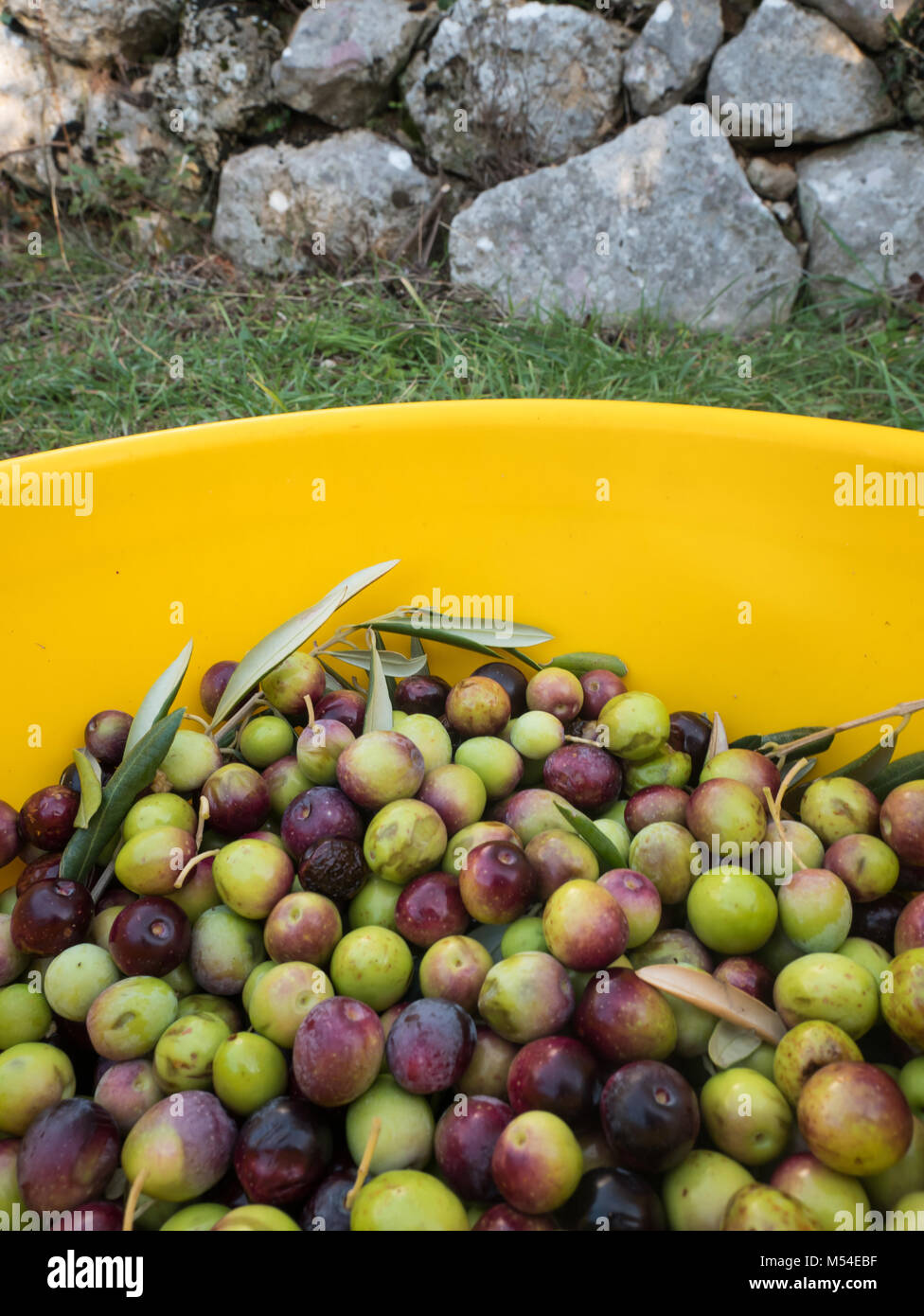 Colorful olives in bucket on field Stock Photo - Alamy