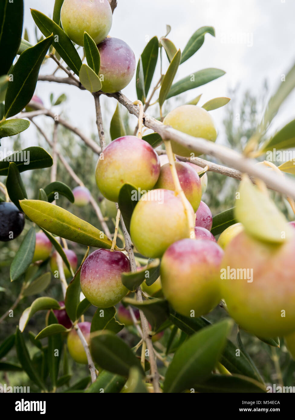 Olive tree branch olives hi-res stock photography and images - Alamy