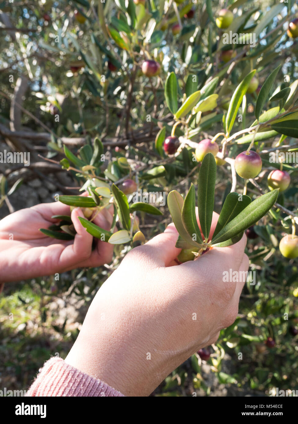 Picking woman not france olive hi-res stock photography and images - Alamy