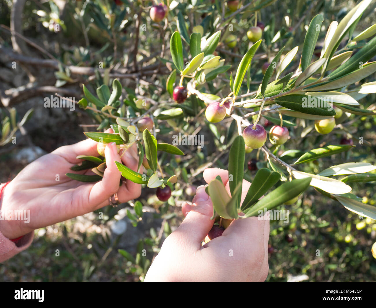 Woman picking ripe olives from tree close up Stock Photo - Alamy