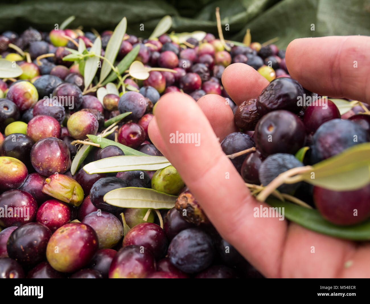 Workers hand full of olives close up Stock Photo - Alamy