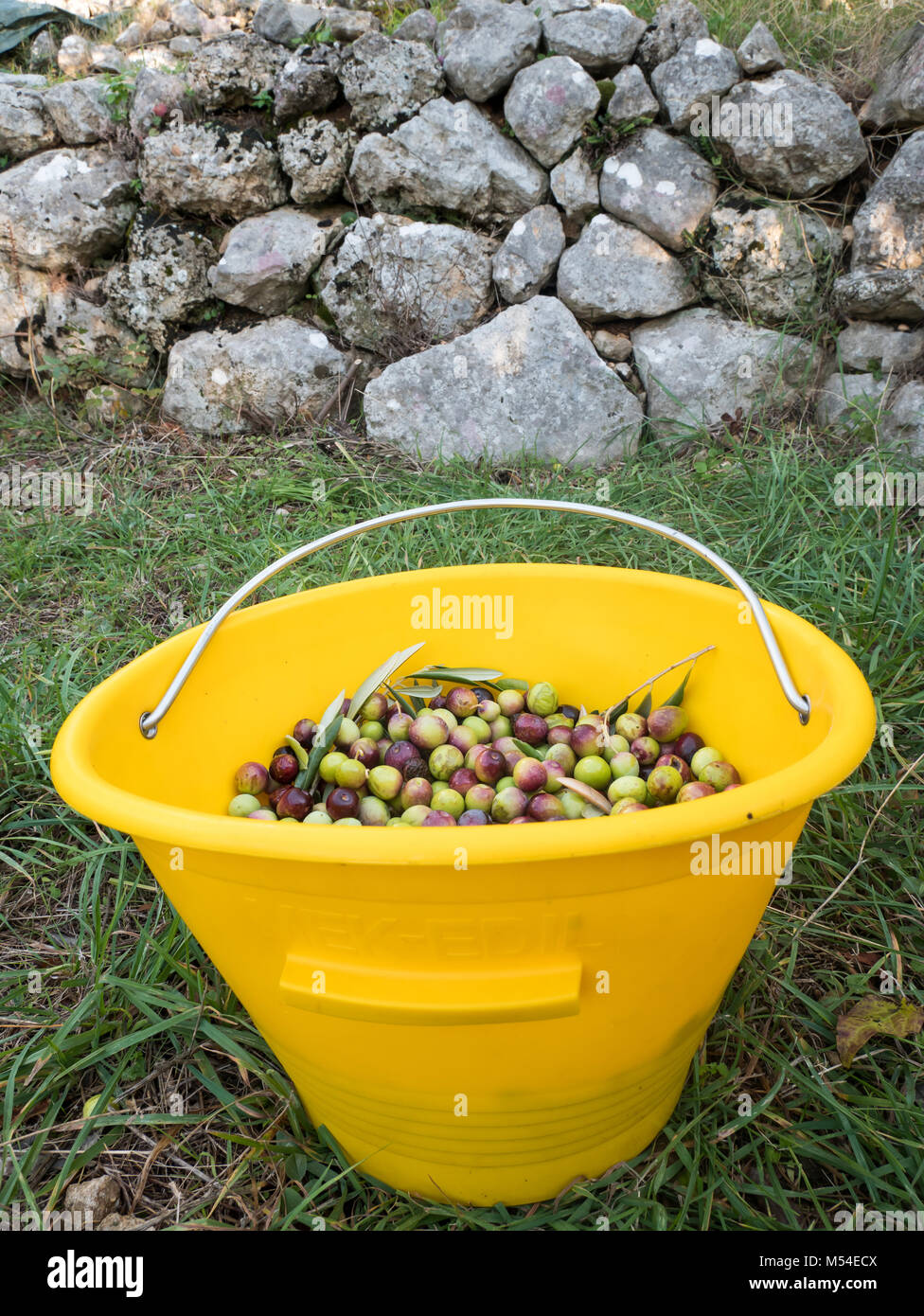 Yellow bucket full of olives in nature outdoor Stock Photo - Alamy