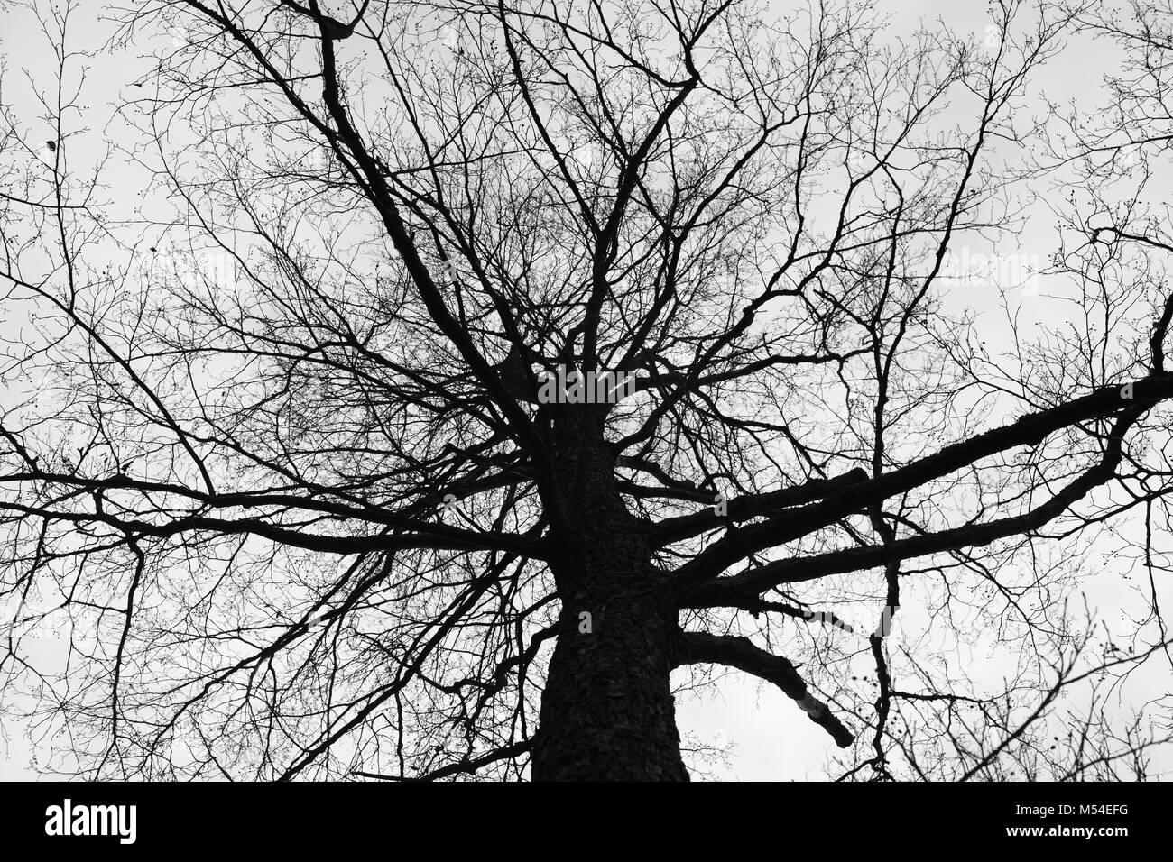 bare crown tree overhead Stock Photo - Alamy