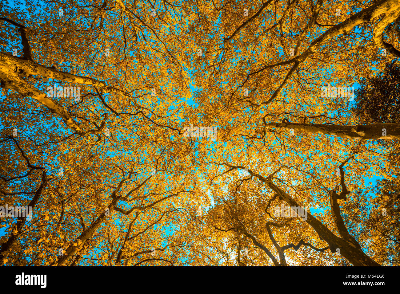 Autunm trees in the park, perfect fall scenery Stock Photo - Alamy