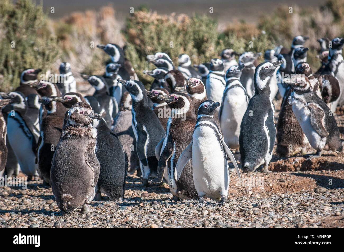 Magellanic penguins in Patagonia, Argentina Stock Photo - Alamy