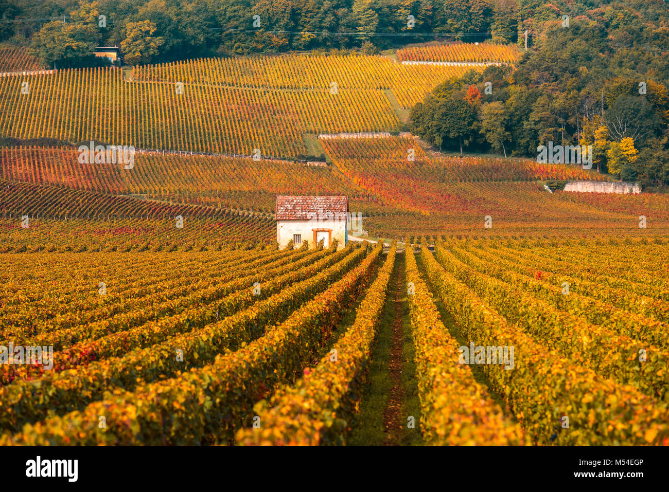 Vineyards in the autumn season, Burgundy, France Stock Photo - Alamy