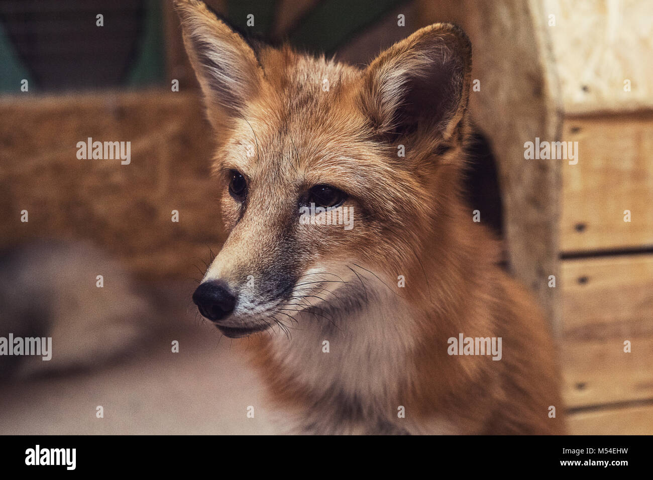 Beautiful red fox Stock Photo - Alamy