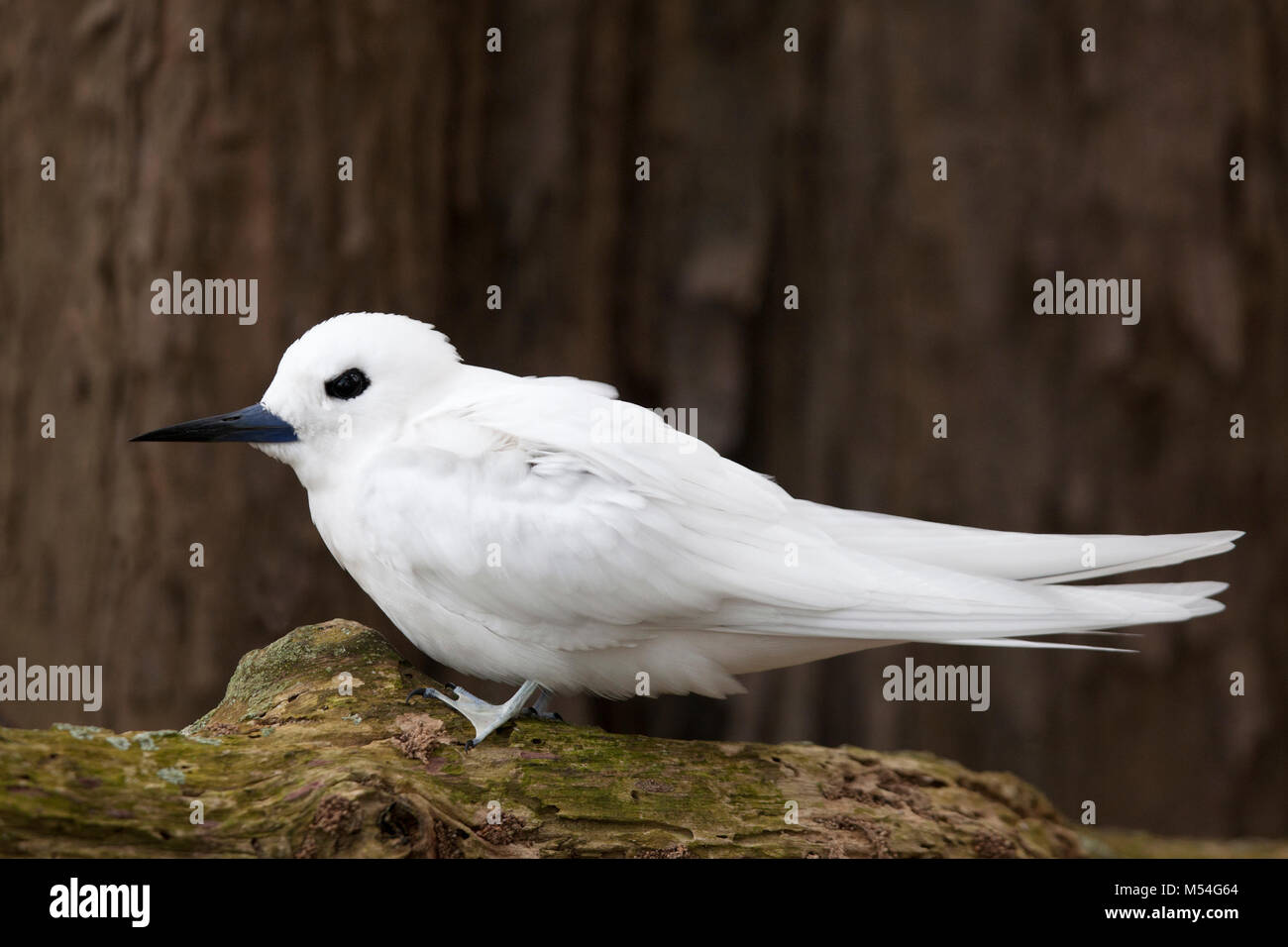 White Tern (Gygis alba rothschildi) perched on tree branch in the ...